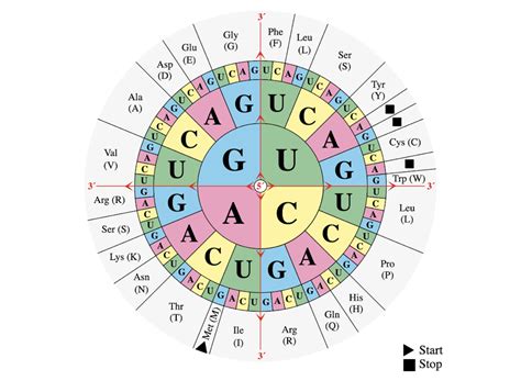 Your Genetic Code Has Lots Of Words For The Same Your Genetic Code Has Lots Of Words For The Same