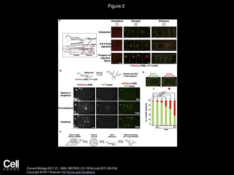 Rapid De Novo Centromere Formation Occurs Independently Of