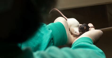 Unique Nih Seems To Archive Coverage Requiring Feminine Animals In