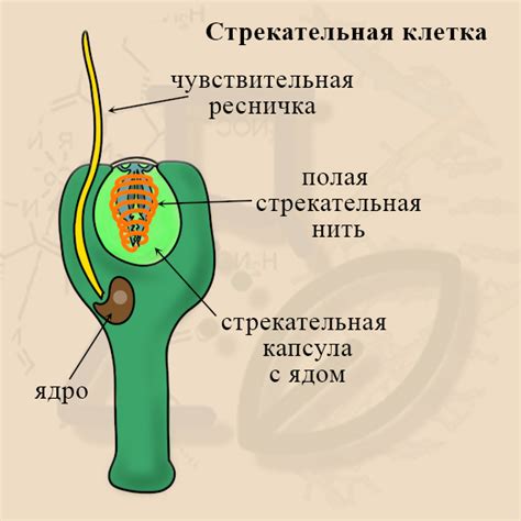 Кишечнополостные ЕГЭ. Конспект Биология. Подготовка к ЕГЭ, ОГЭ, ДВИ