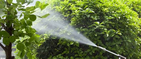 Tree Shrub Insect Control Matthews Weddington Ballantyne NC Carolina Turf Lawn And