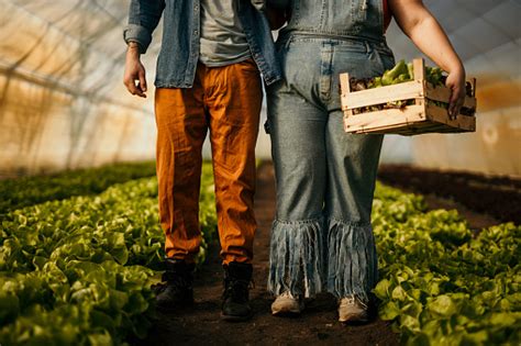 캐주얼한 옷을 입고 생 채소로 가득 찬 상자를 들고 서 있는 남성과 여성 농부의 자른 이미지 비닐하우스에 대한 스톡 사진 및 기타 이미지 Istock