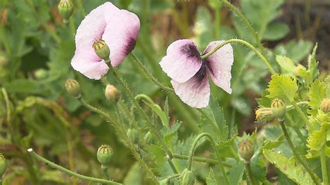 경찰이 ‘관상용이라던 양귀비…알고 보니 ‘마약류