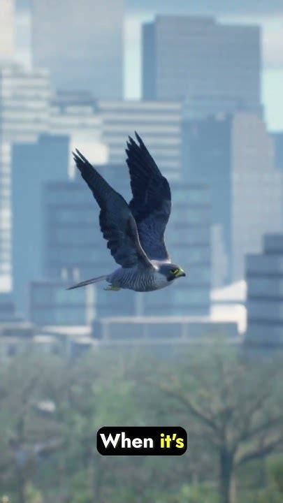 Bird Collision Or Bird Electrocution Youtube