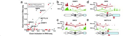 Ribo Seq Data Hela Cells Provide Evidence For The Translational