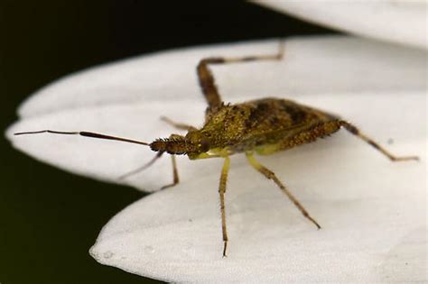 Long Nosed Bug Neurocolpus BugGuide Net