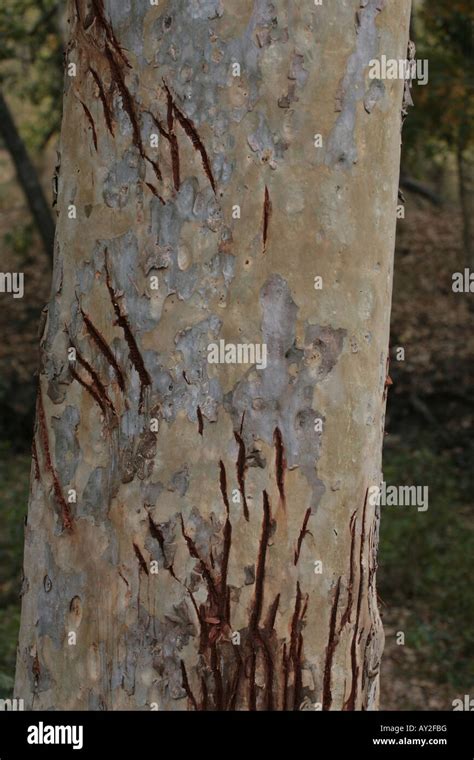 Bengal Tiger Scratch Marks On A Tree Trunk Stock Photo Alamy