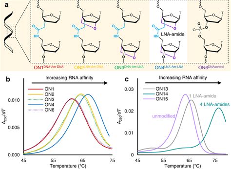 Combining Lna And Am1 Increase Affinity For Complementary Rna A The