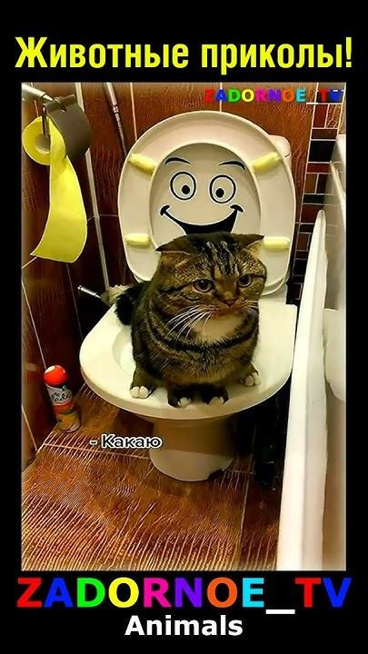 Утренний туалет задорноетв озвучка топ ржака юмор прикол животные Youtube
