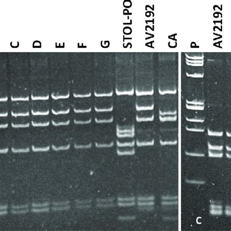 Restriction Fragment Length Polymorphism Analysis Of 1 246 Bp Fragment Download Scientific