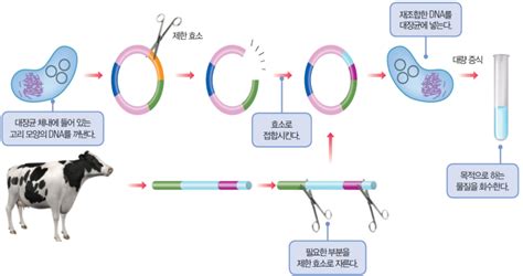 생명 생명기술의 원리 유전자 재조합 기술 네이버 블로그