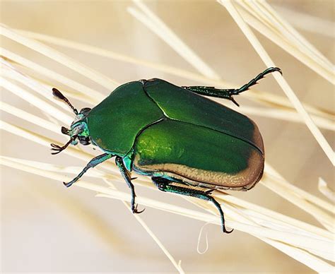 Mayate Characteristics Habitat Reproduction Biological Control