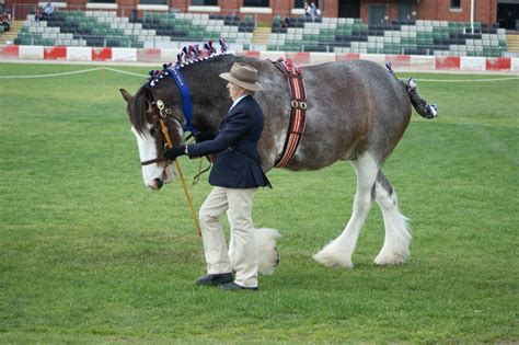 Victorian Clydesdale Horse Society Commonwealth Clydesdale Horse