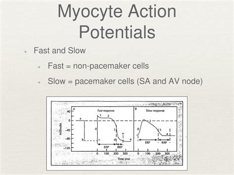 Ppt Electrical Activity Of The Heart Powerpoint Presentation Free