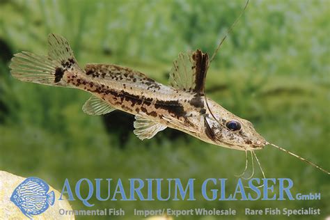 Asian Stinging Catfish