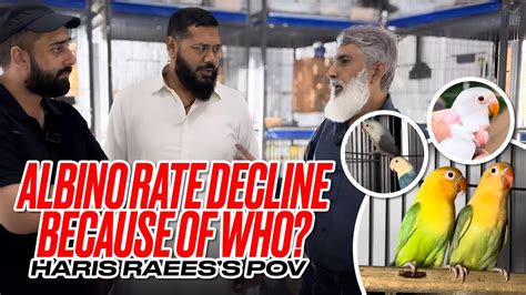 albino rate decline because of who haris raees s pov youtube