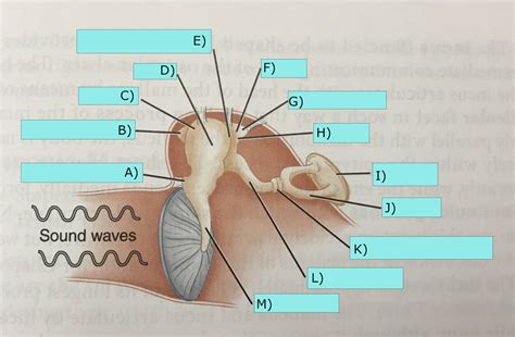 Ossicular Chain Diagram Quizlet