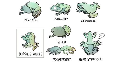 Seventh Frog Sex Position Discovered In Sexy Frog Sex Study Scoopnest Com