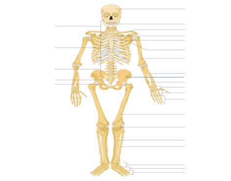 Appendicular Skeleton Labeling Worksheet
