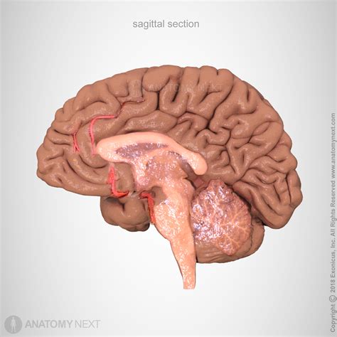 Brain Encyclopedia Anatomy App Learn Anatomy 3d Models Articles And Quizzes