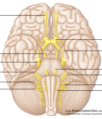 Kaarten Hoofdstuk 7 De Craniale Zenuwen Quizlet