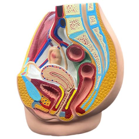 Female Reproductive Organs Sagittal Section Chapter 14. Female