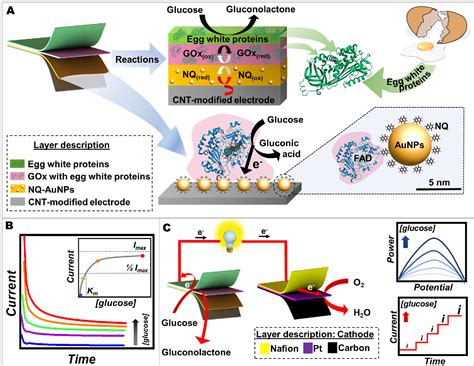Figure 1 From Redox Mediated Gold Nanoparticles With Glucose Oxidase