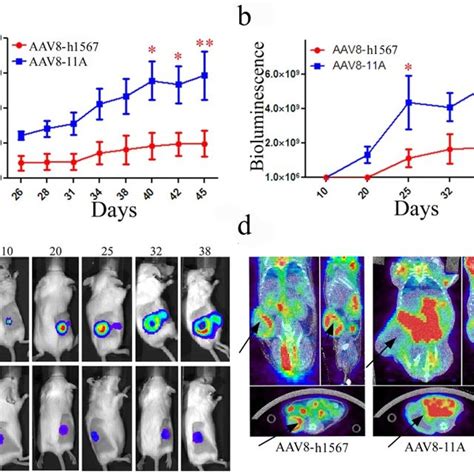 A The Tumor Volume Of Each Individual Tumor Plotted As A Function Of