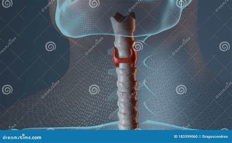 Human Thyroid Function