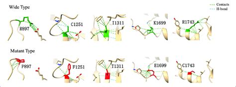 Three Dimensional Structural Modeling Of Wild And Mutant Chd7