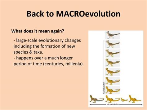 Ppt Back To Macroevolution Powerpoint Presentation Free Download