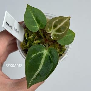 Anthurium Skg Silver X Red Crystallinum X Anthurium Dorayaki Self
