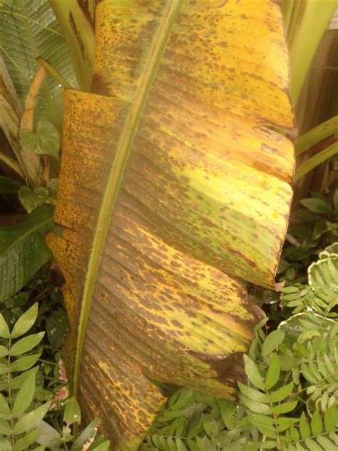 Banana Leaf Disease TROPICAL LOOKING PLANTS Other Than Palms PalmTalk