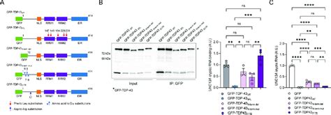 The Extreme N Terminus Of Tdp 43 Is Required To Repress Unc13a Cryptic