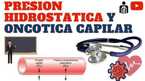 PresiÓn Hidrostatica Y Presion Oncotica Capilar Youtube