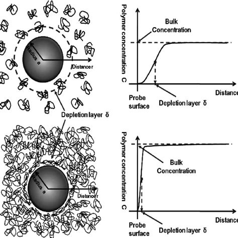 Polymer Concentration Profile Near The Surface Of Probe Particle