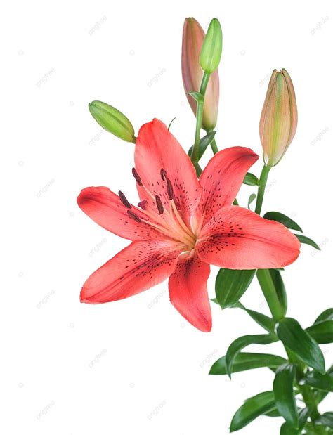Red Lilly Wallpapers Top Free Red Lilly Backgrounds Wallpaperaccess