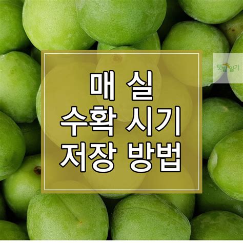 2023년 매실 수확시기 및 저장방법 알아보기