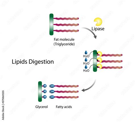 Fat Molecule Triglyceride Lipids Digestion Lipase Enzyme Catalyzes