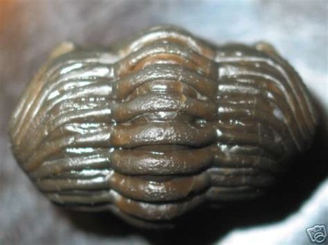 Fossil Big Enrolled Trilobite Trilobit Usa Ohio Phacops 21156410