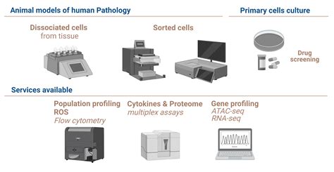 Neuroinflamation Neurodiderot