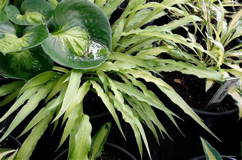 Hosta „Curly Fries” - funkia | Sadzawka.pl