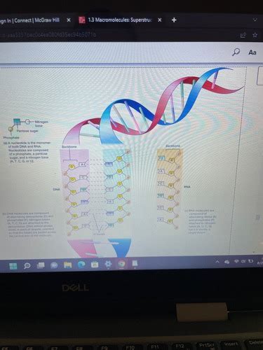 Nucleic Acids Flashcards Quizlet