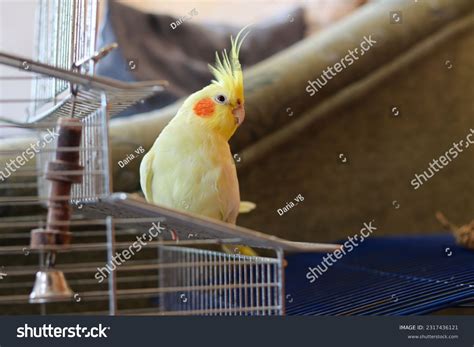 Yellow Cockatiel Bird