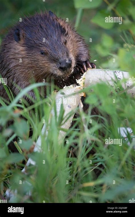 Beaver Tree Chew High Resolution Stock Photography And Images Alamy
