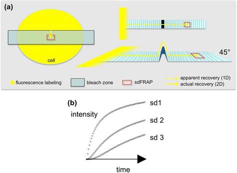Principles Of Subdomain Frap A The Diagram Illustrates The Principle