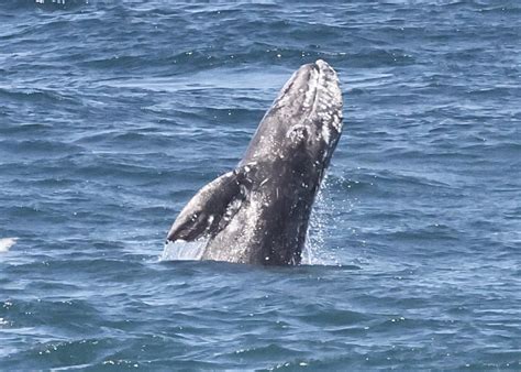 A Breaching Gray Whale Calf As Photographed By Shari Goforth Eby