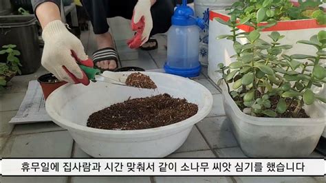 솔방울로 소나무 키우기 2 씨앗 심기 Youtube