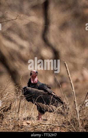 Red Headed Vulture Asian King Vulture Indian Black Vulture