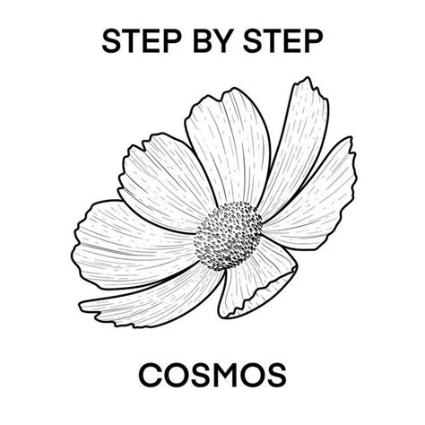 Step By Step Cosmos Flower Drawing